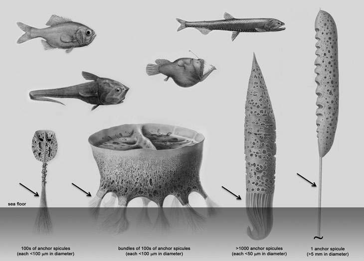 Scientists probe the astonishing engineering of glass sponges - Global ...