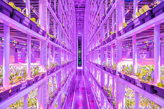 Lettuce do it: World's largest indoor farm coming to Abu Dhabi - Global ...
