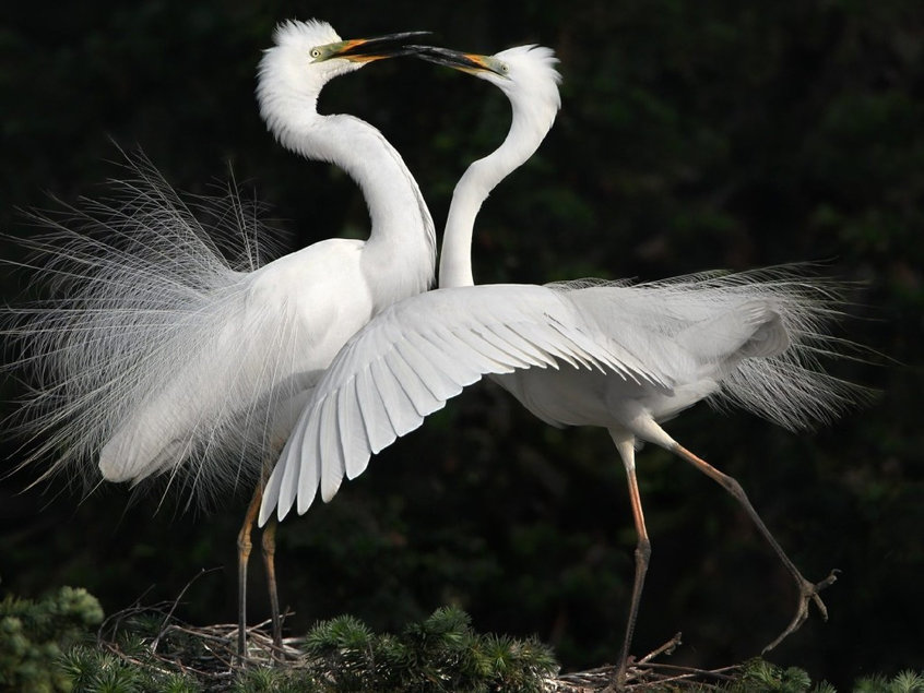 The only cranes you'll be seeing on Daze Lake... - Global Construction ...