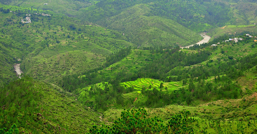 India to spend $6bn to create new forests - Global Construction Review