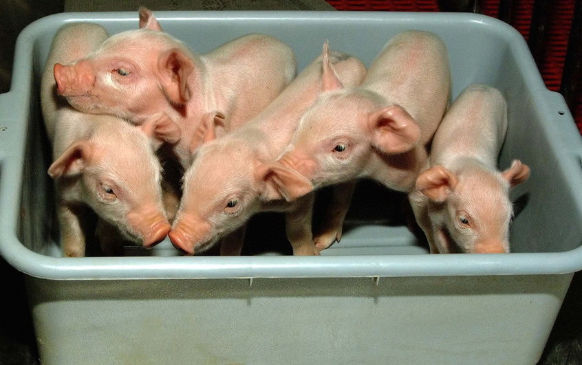 Brave new world: China plans world's largest cloning factory - Global ...