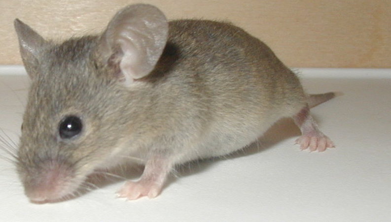 Mice sabotage crucial Brussels tunnel repairs by eating plans - Global ...