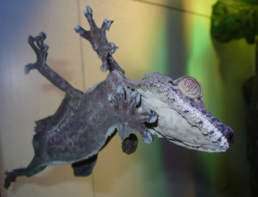 Brazil dam gives geckos big heads, scientists say - Global Construction ...
