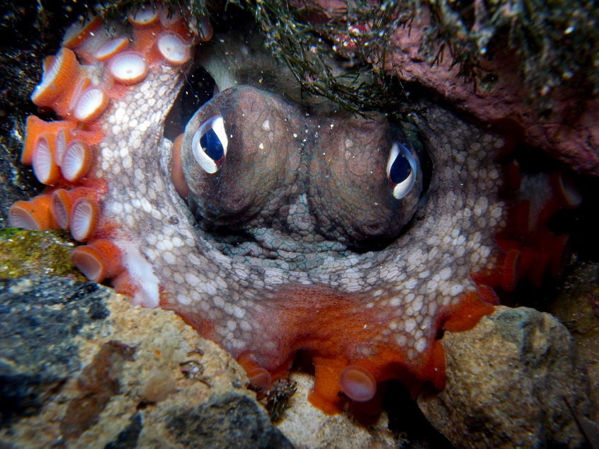 Octopuses co-operate to build underwater settlement from shells ...