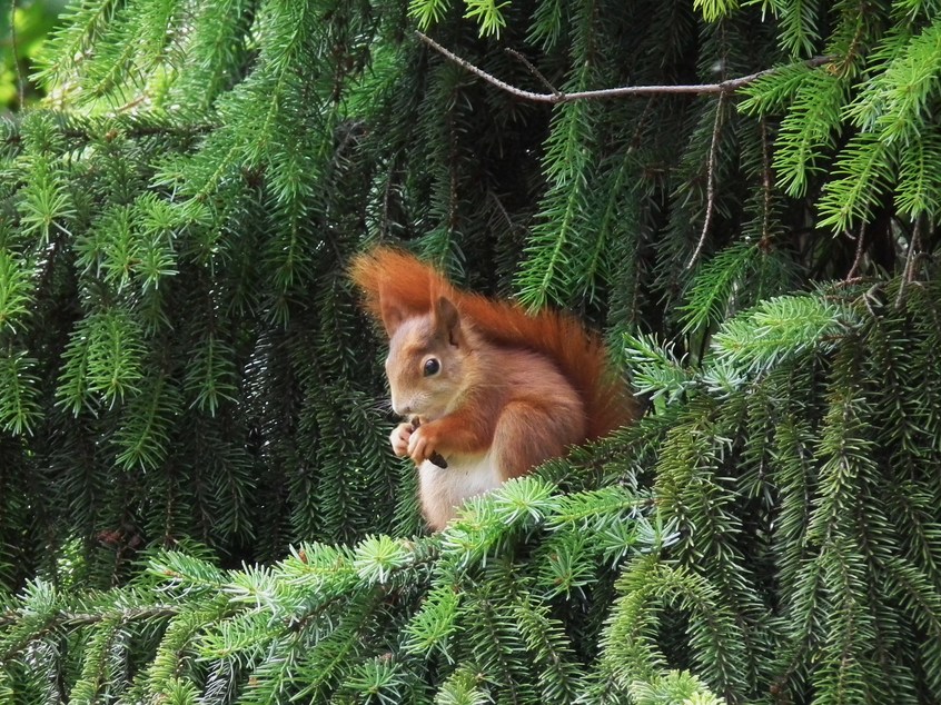 National Trust to build rope bridge for Anglesey's red squirrels ...