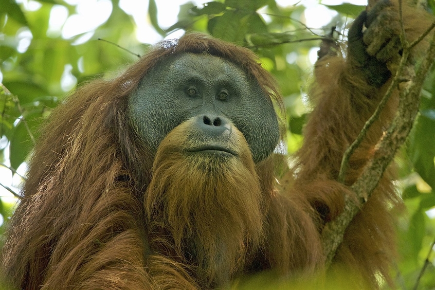 World's rarest great apes threatened by Chinese dam on Sumatra ...