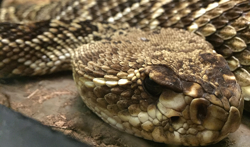 Eight-foot python halts infrastructure work in India's Taj Mahal city ...