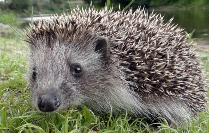 Hedgehog highways' in new housing developments - Global Construction Review