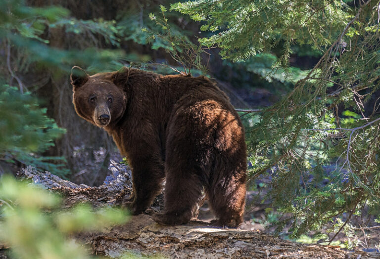 Jacobs builds California’s first wildlife overpass - Global ...